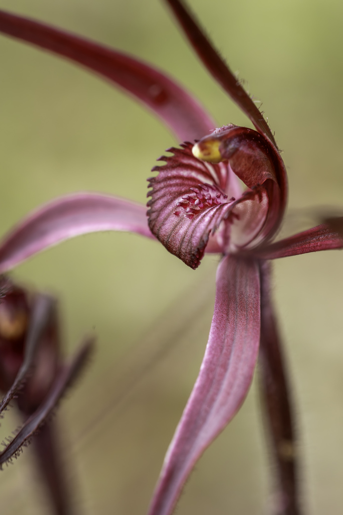 Caladenia dundasiae in July 2024 by Clarissa Human · iNaturalist