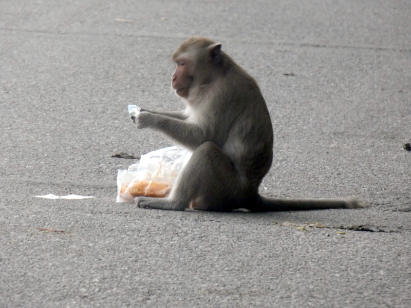 Long-tailed Macaque from Phetchaburi, Thailand on August 13, 2022 at 03 ...