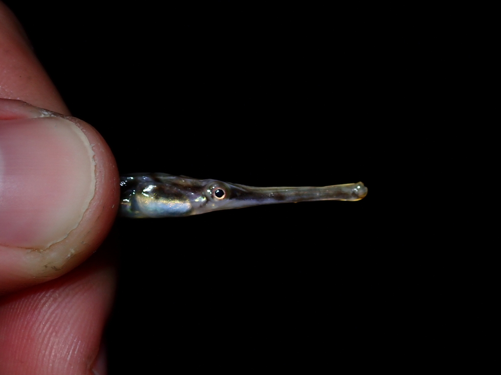 Chain Pipefish in July 2024 by AVNJ · iNaturalist