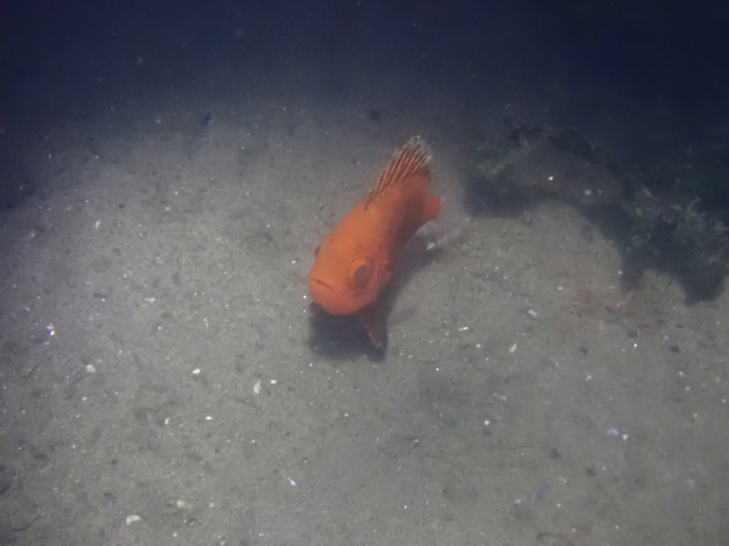 Short Bigeye in July 2024 by AVNJ · iNaturalist