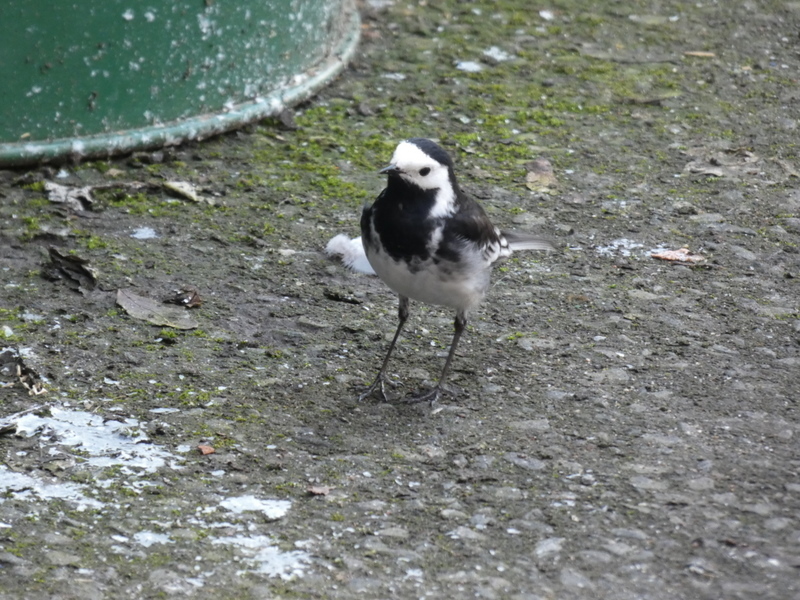 Pied Wagtail from Belfast, UK on April 18, 2022 at 08:02 PM by Louis ...