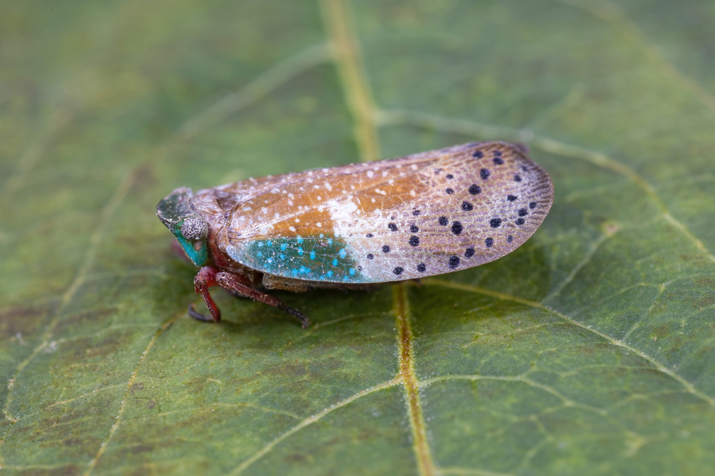 Fulgoroidea from 中国甘肃省甘南藏族自治州迭部县 on July 31, 2024 at 08:17 PM by Yishen ...