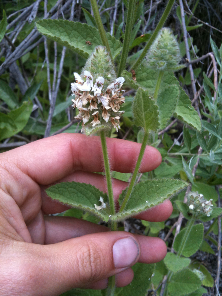 short-spiked hedge nettle (Stachys pycnantha) - Botanical Realm