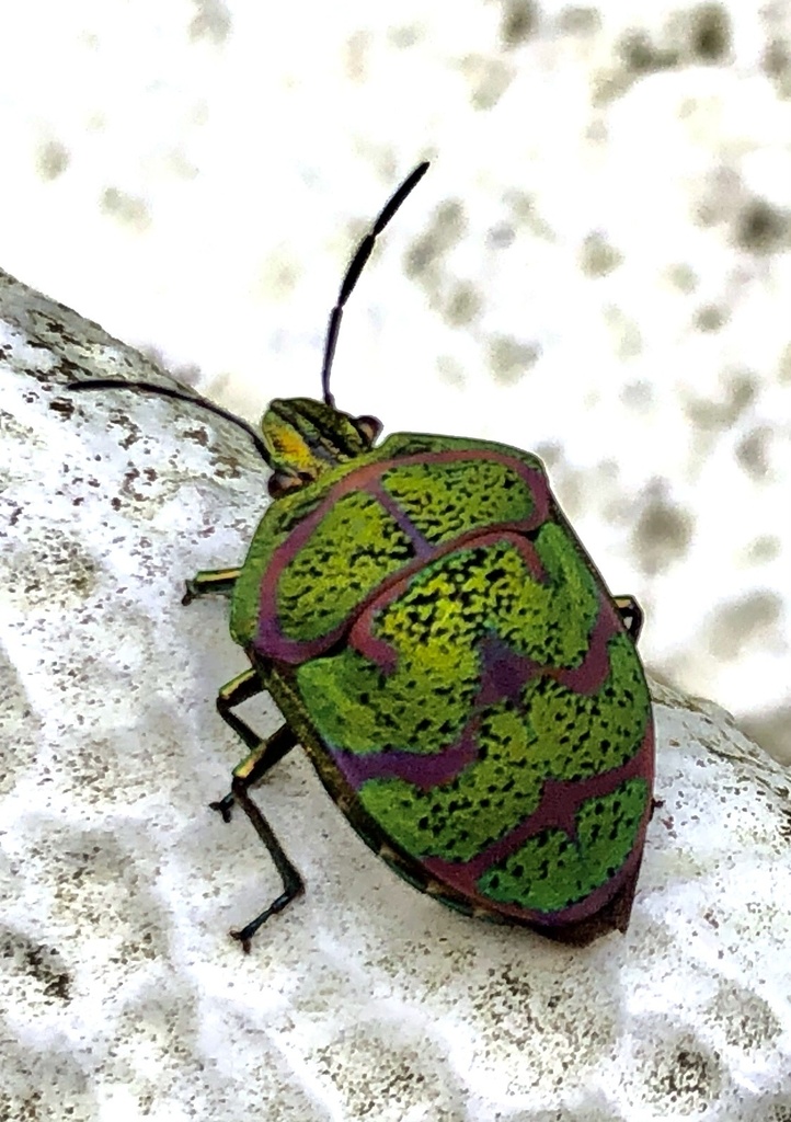 Clown Stink Bug from 東北大学 - 青葉山北キャンパス, 仙台市, 宮城県, JP on August 1, 2024 ...