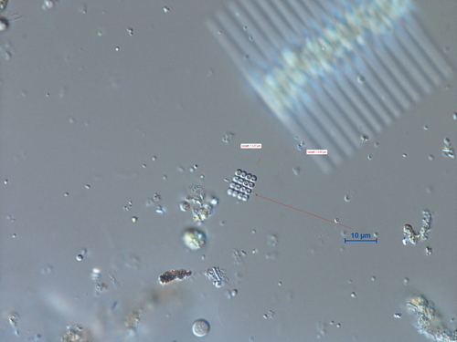 Merismopedia trolleri · NaturaLista Colombia