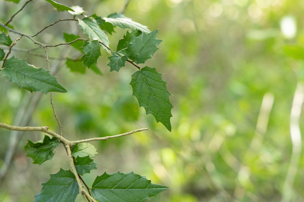 Axe handle Wood from Undullah QLD 4285, Australia on July 28, 2024 at ...