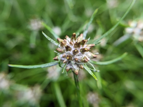 細葉鼠麴草 (Euchiton involucratus) · 愛自然-臺灣(iNaturalist Taiwan)