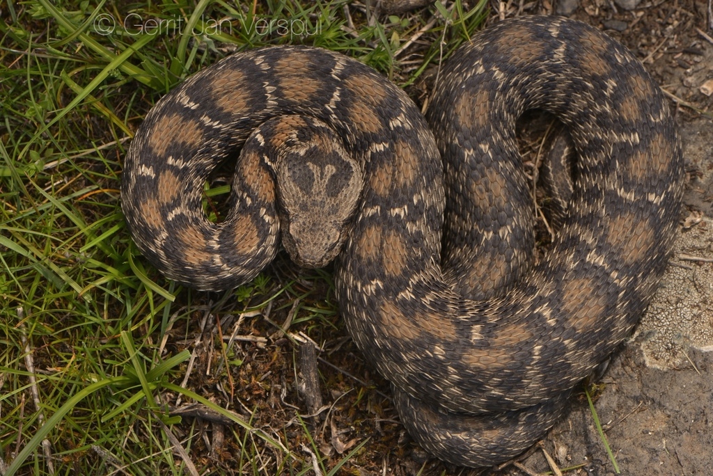 Wagner's Viper in April 2019 by Gert Jan Verspui. Adult male · iNaturalist