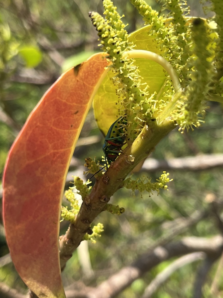 Calliphara excellens in August 2024 by Nakatada Wachi · iNaturalist