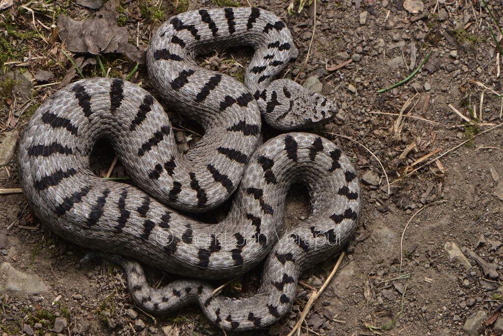 Eurasian Vipers (Vipera) - Snakes and Lizards