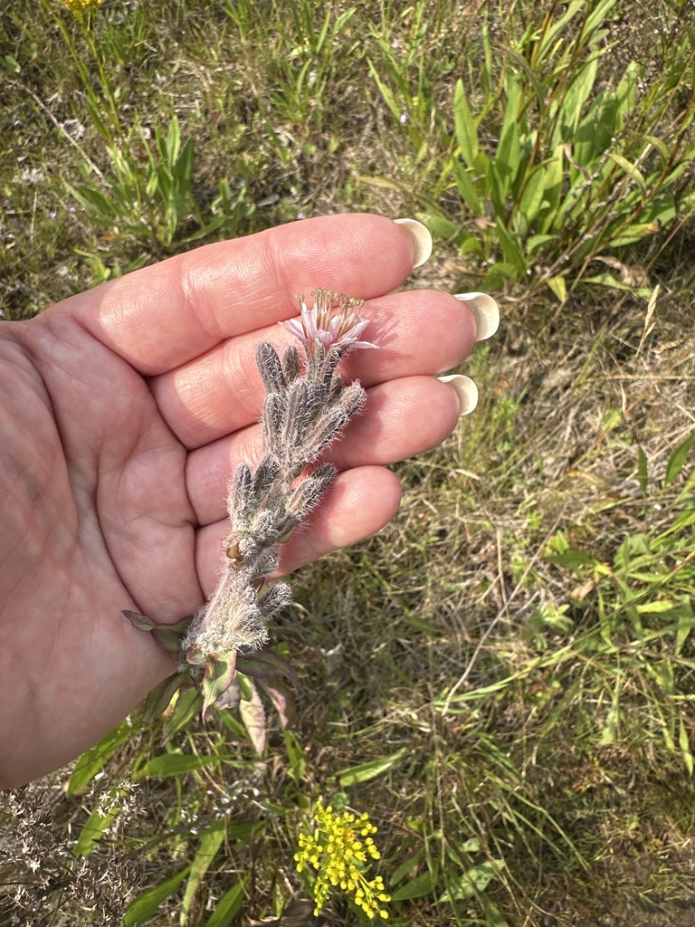 purple rattlesnake root from Hiawatha National Forest, Saint Ignace, MI ...