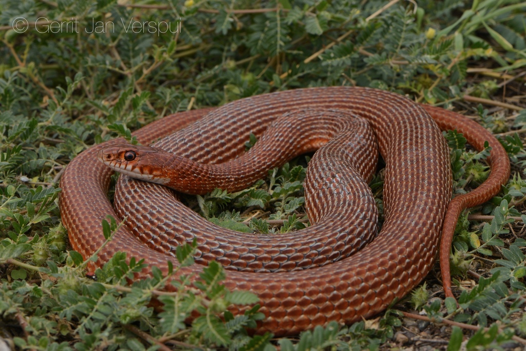 Red-Bellied Racer from Roestavi, Georgië on August 04, 2018 at 12:36 PM ...