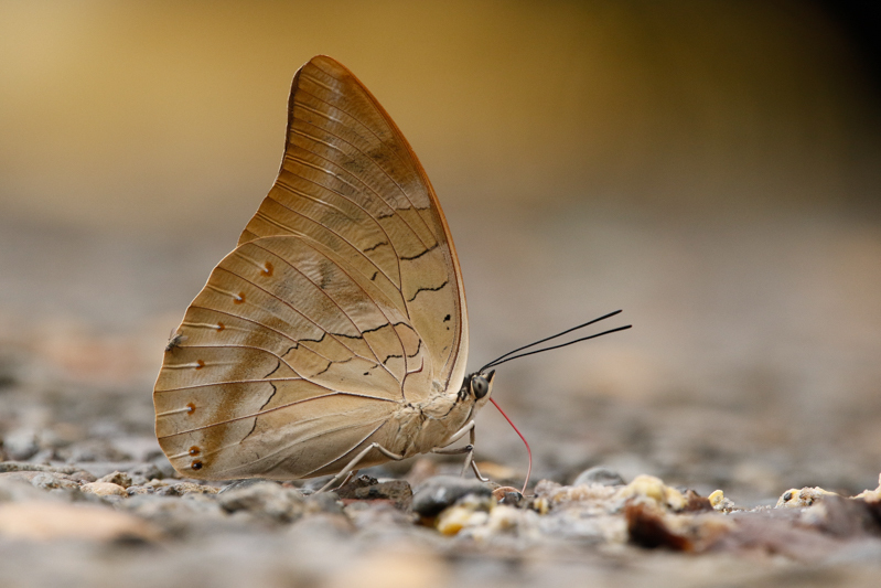 One-spotted Prepona from Alajuela Province, San Carlos, Costa Rica on ...