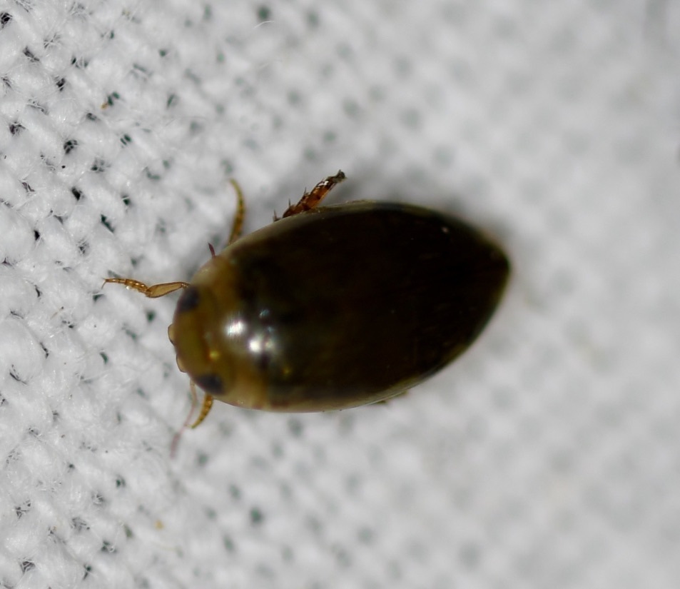 Laccophilus from 7200 Campinho, Portugal on July 31, 2024 by Axel ...