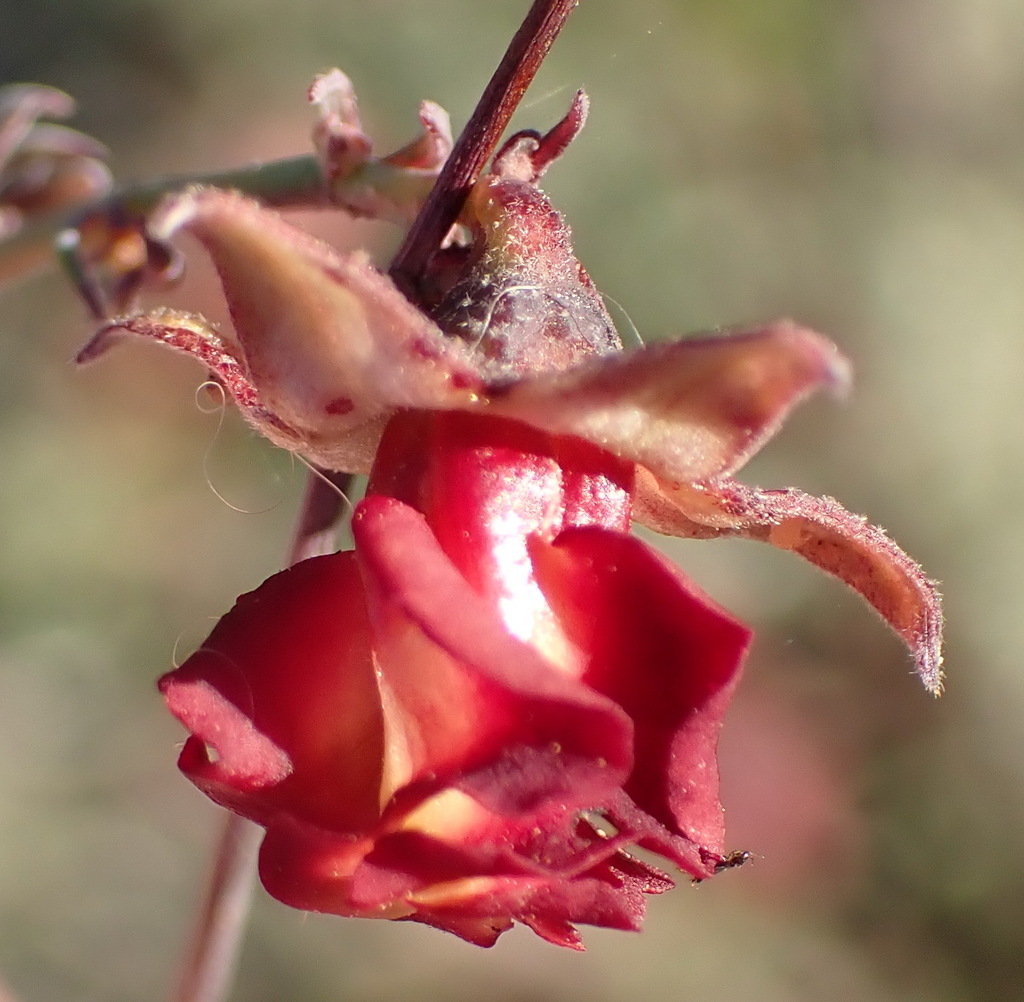 Red Doll's Rose from Country Garden, Ladismith, Garden Route District ...