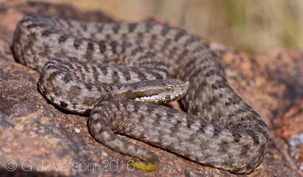 Atlas Dwarf Viper in August 2016 by Gert Jan Verspui. adult female ...