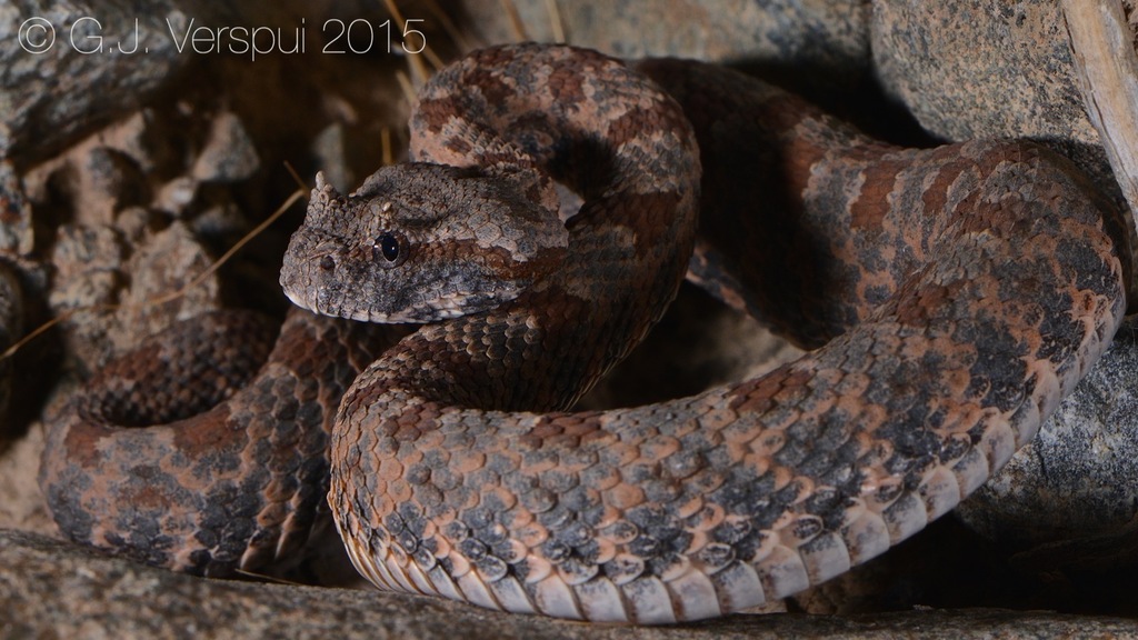 Persian Horned Viper from Ras al-Khaimah - Verenigde Arabische Emiraten ...