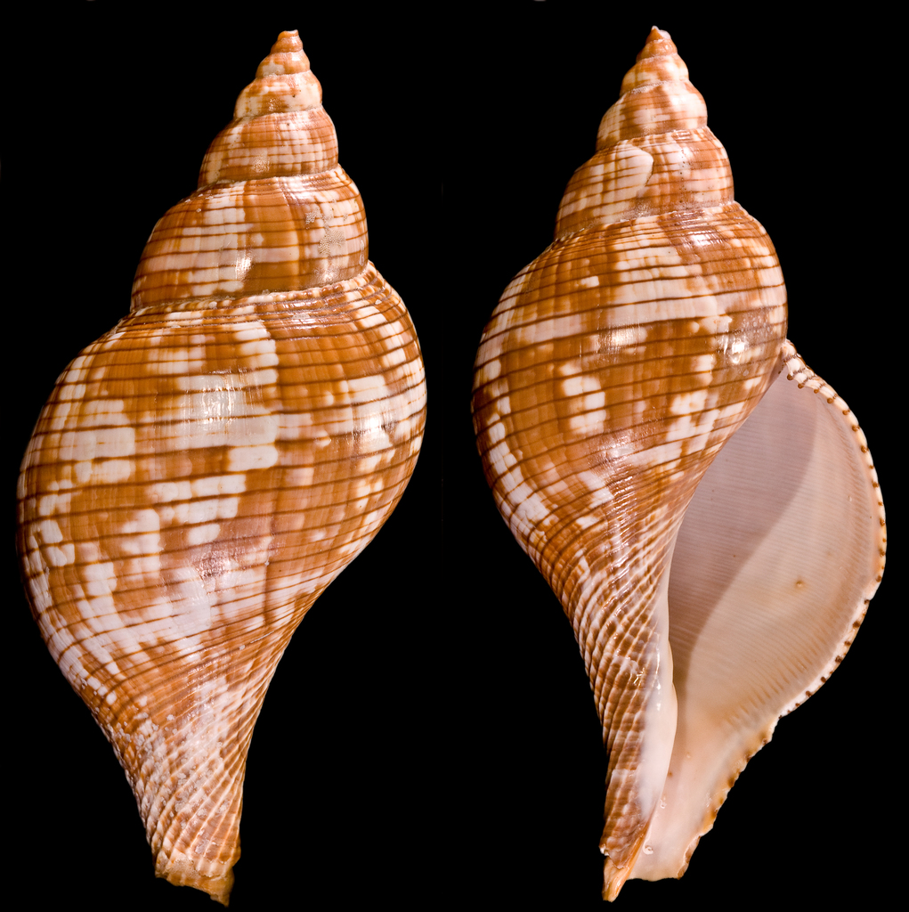 True Tulip (North carolina marine molluscs) · iNaturalist
