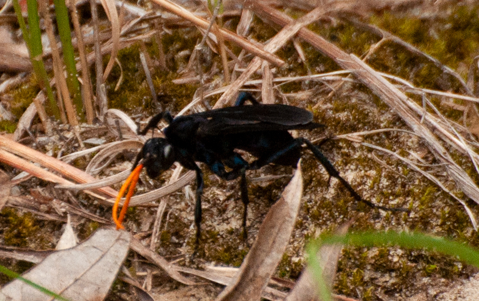 Tawny-horned Spider Wasp from Nags Head, NC 27959, USA on July 30, 2024 ...