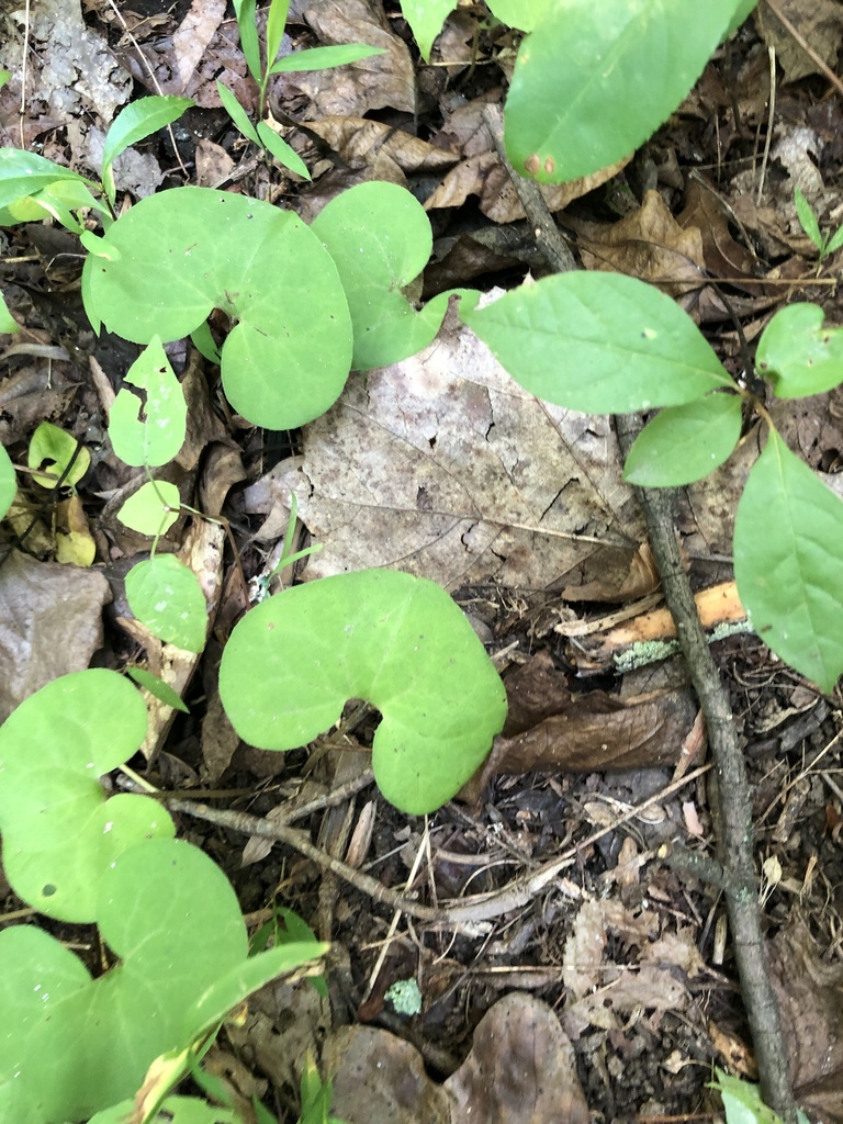 Canadian wild ginger from Middle Patuxent Environmental Foundation ...
