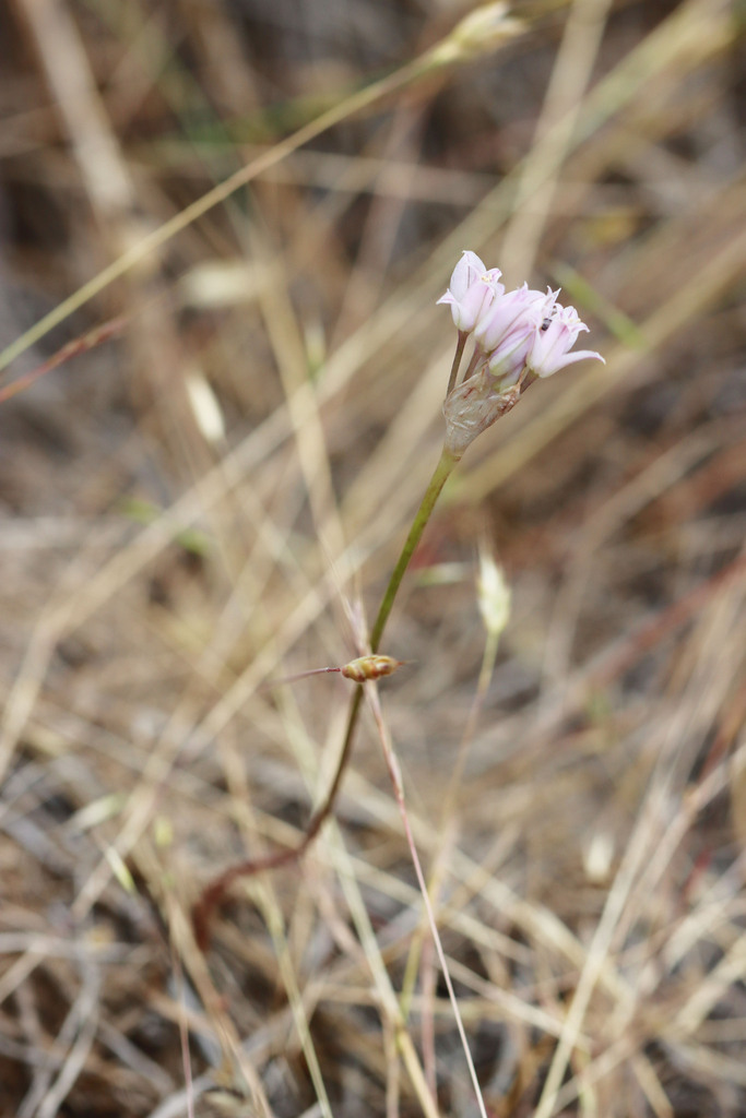 Hooker's onion from Whitman County, WA, USA on June 22, 2024 at 11:23 ...
