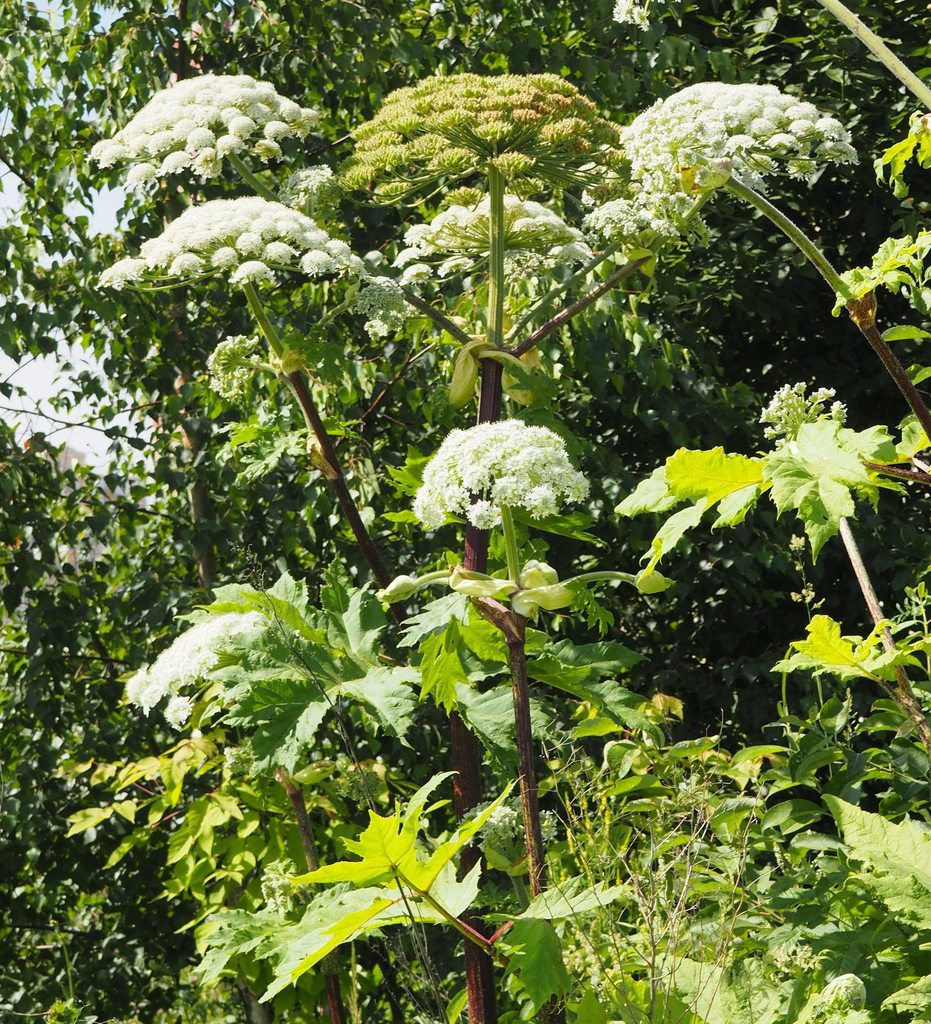 Heracleum sosnowskyi (LIFE medCLIFFS) · iNaturalist