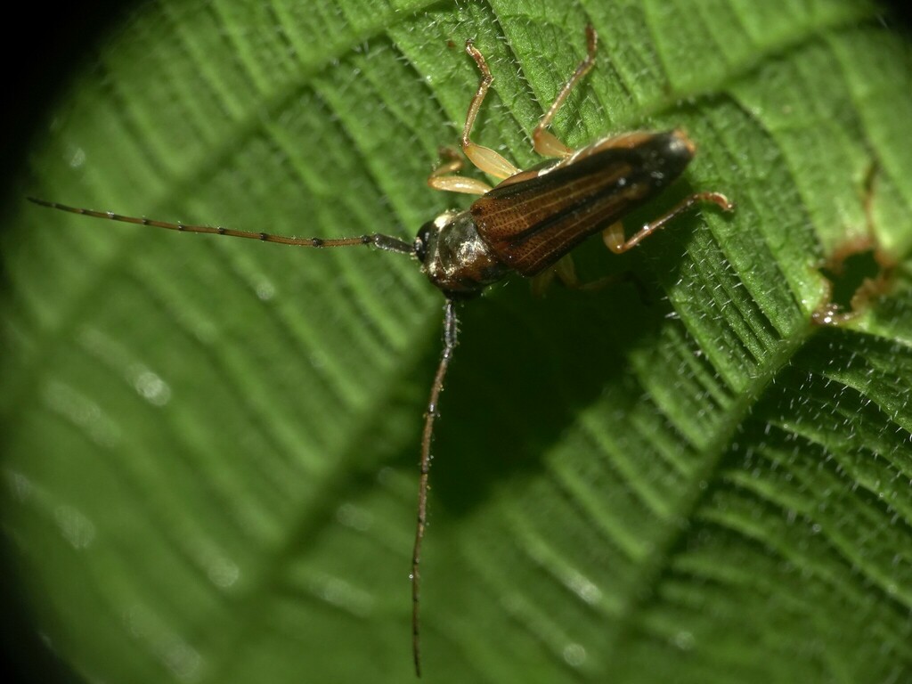 Nupserha sericea from BNHS CEC on July 29, 2024 at 10:52 AM by Dinesh ...