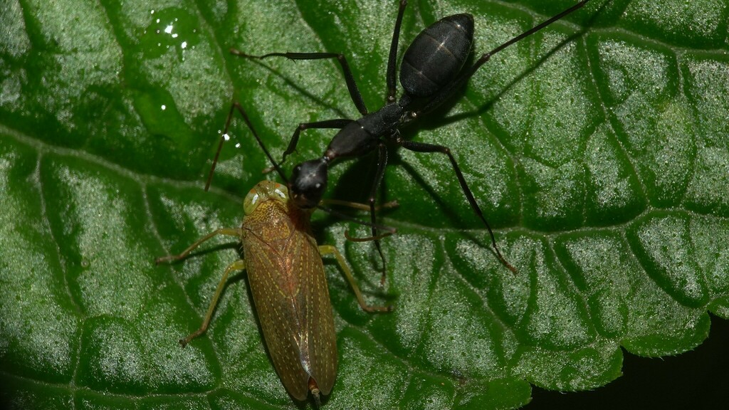 Camponotus angusticollis angusticollis from BNHS CEC on July 29, 2024 ...