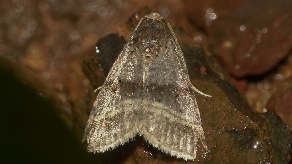 Ozarba punctigera from BNHS CEC on July 29, 2024 at 10:34 AM by Dinesh ...