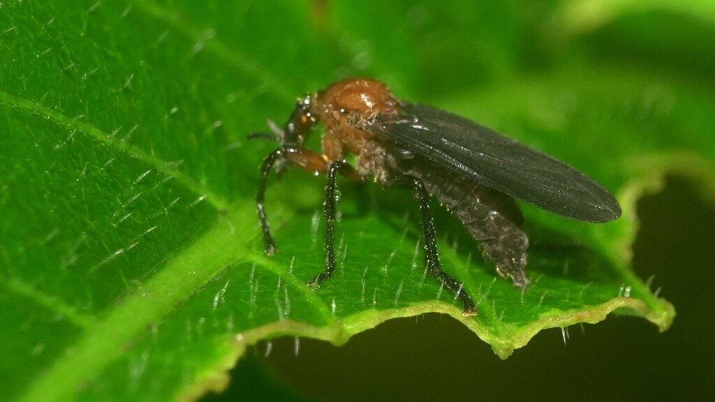 Bibio from BNHS CEC on July 29, 2024 at 11:43 AM by Dinesh Sharma ...