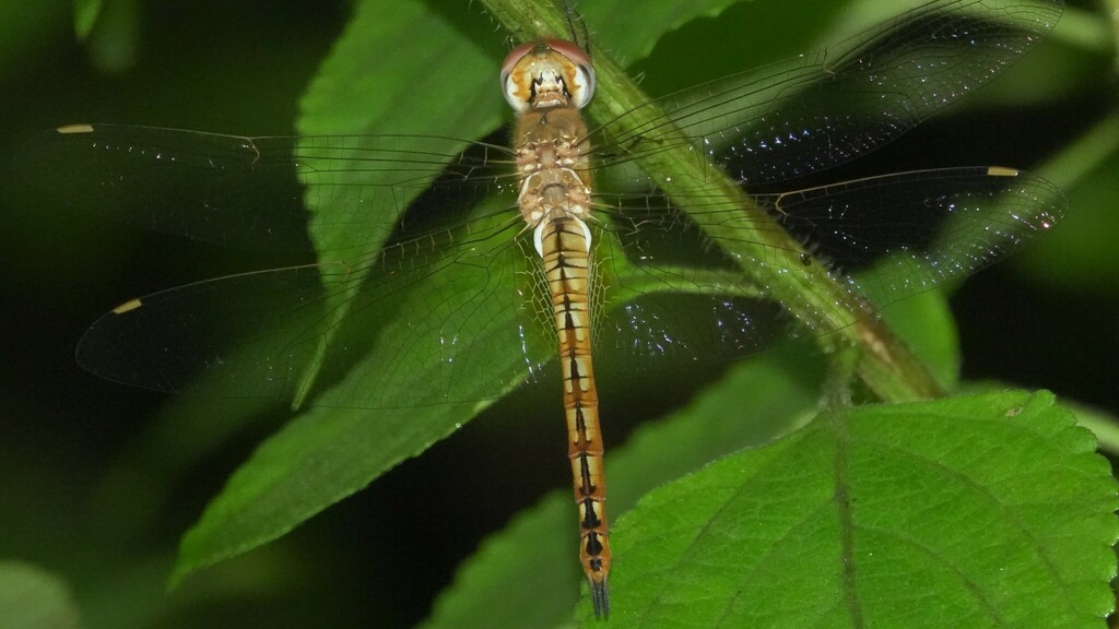 Wandering Glider from BNHS CEC on July 29, 2024 at 11:53 AM by Dinesh ...