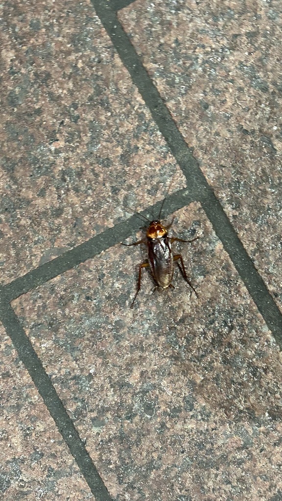 American Cockroach from Orleans, Louisiana, United States on July 19 ...