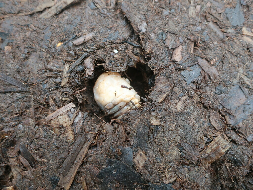 Hydrophilus aterrimus from Весьегонск, Тверская обл., Россия on August ...