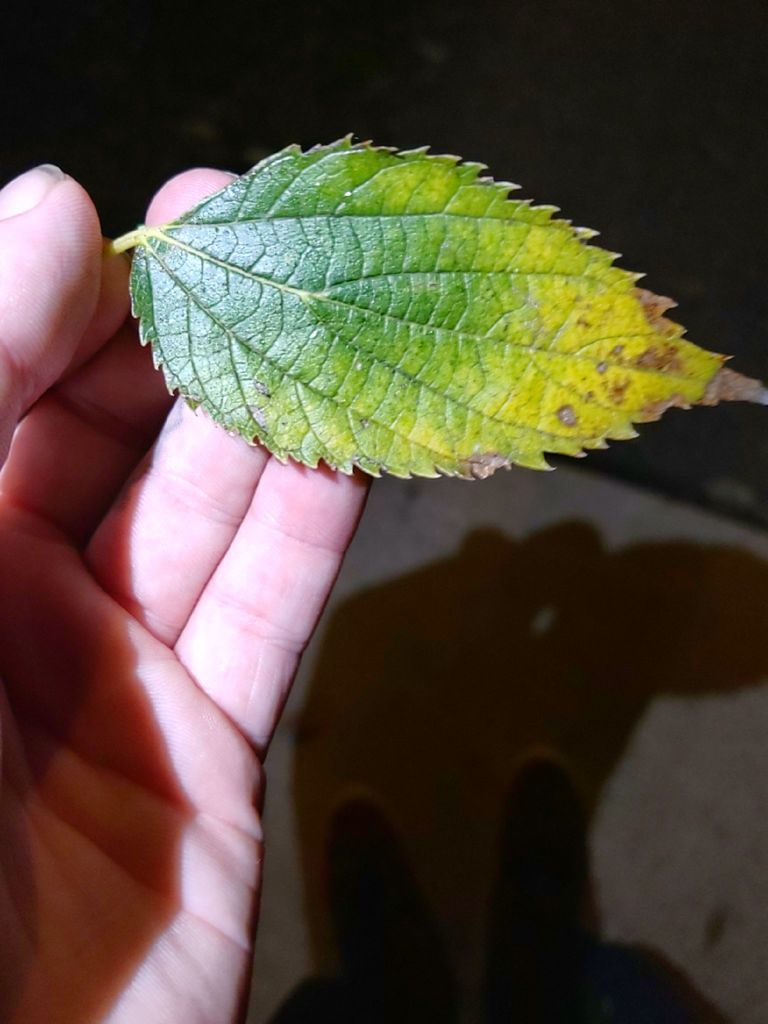 Chinese Hackberry from Emu Plains on June 9, 2019 by thomas1365 ...
