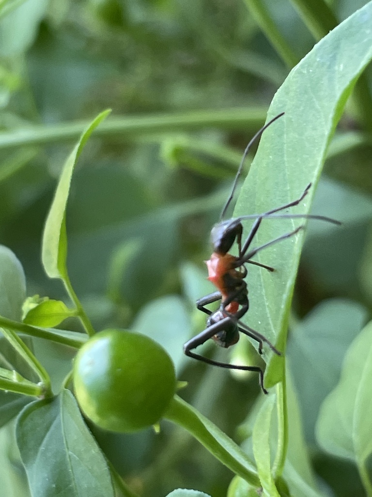 Texas Bow-legged Bug in August 2024 by Mark Buijtendijk · iNaturalist