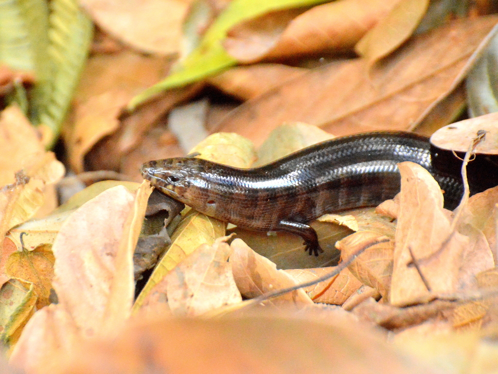 Brazilian Galliwasp from Barbalha, CE, Brasil on July 29, 2024 at 10:12 ...