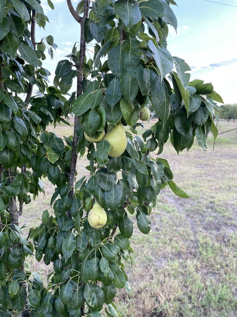 pears from County Road 259, Gonzales, TX, US on July 11, 2022 at 07:09 ...