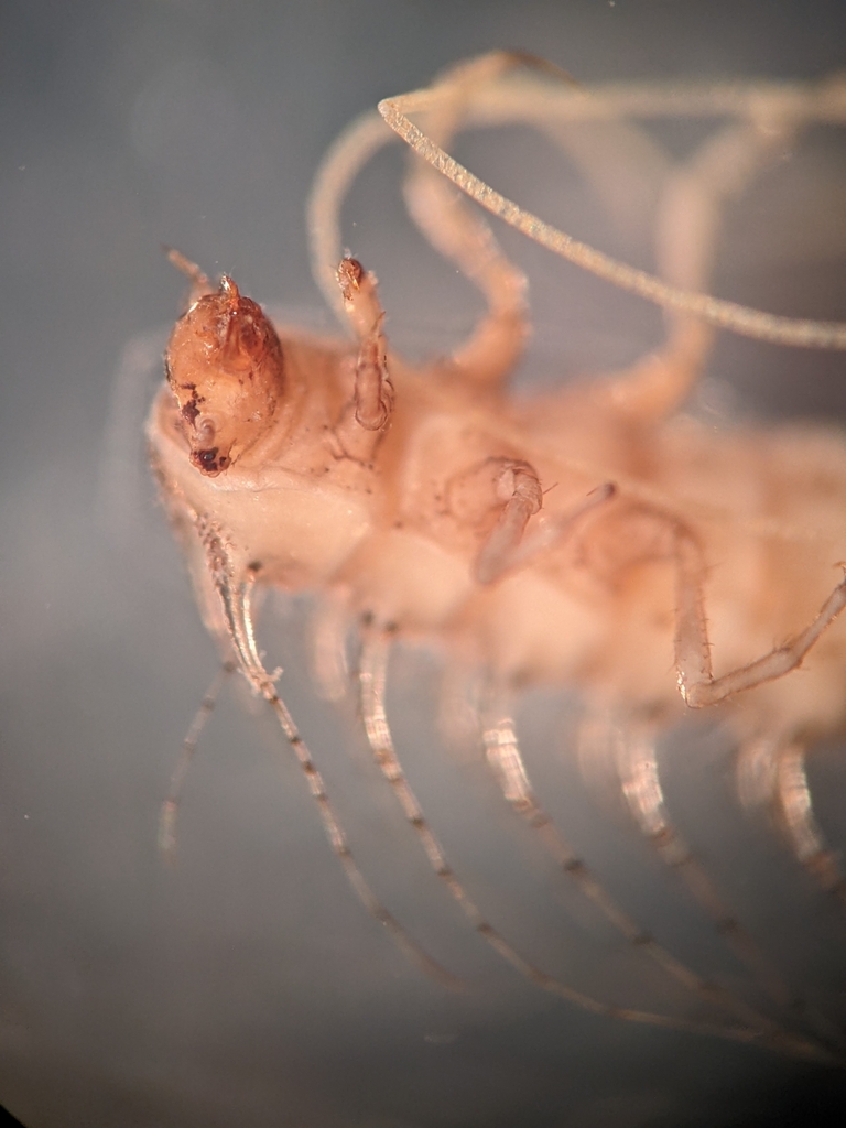 Crawling Water Beetles in August 2024 by Maria B · iNaturalist