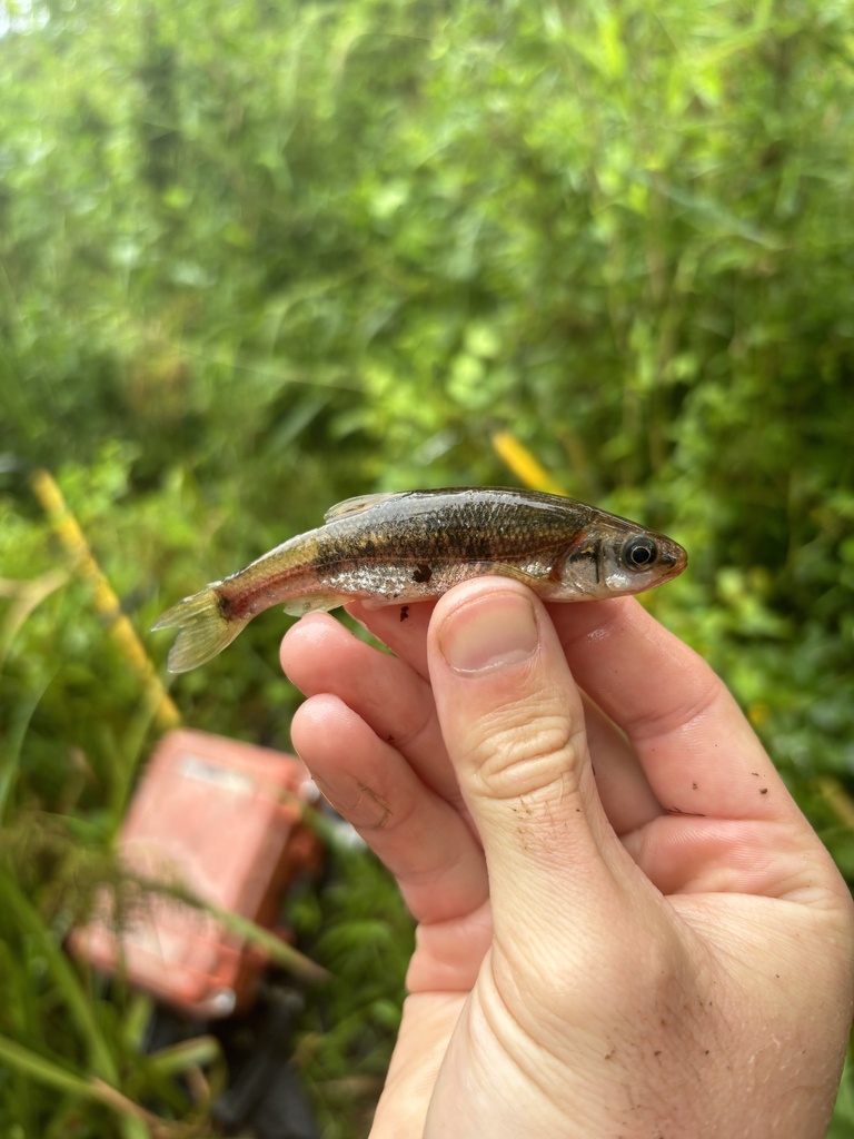 Rosyside Dace from Nantahala National Forest, Franklin, NC, US on July ...