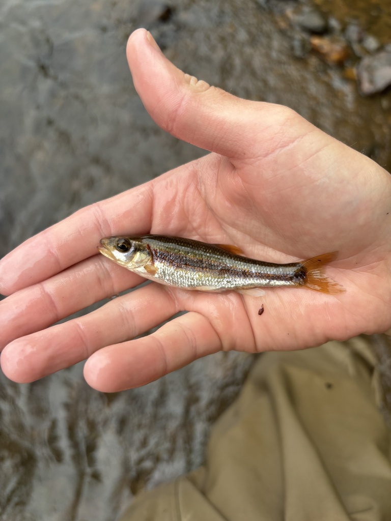 Rosyside Dace from Nantahala National Forest, Franklin, NC, US on July ...