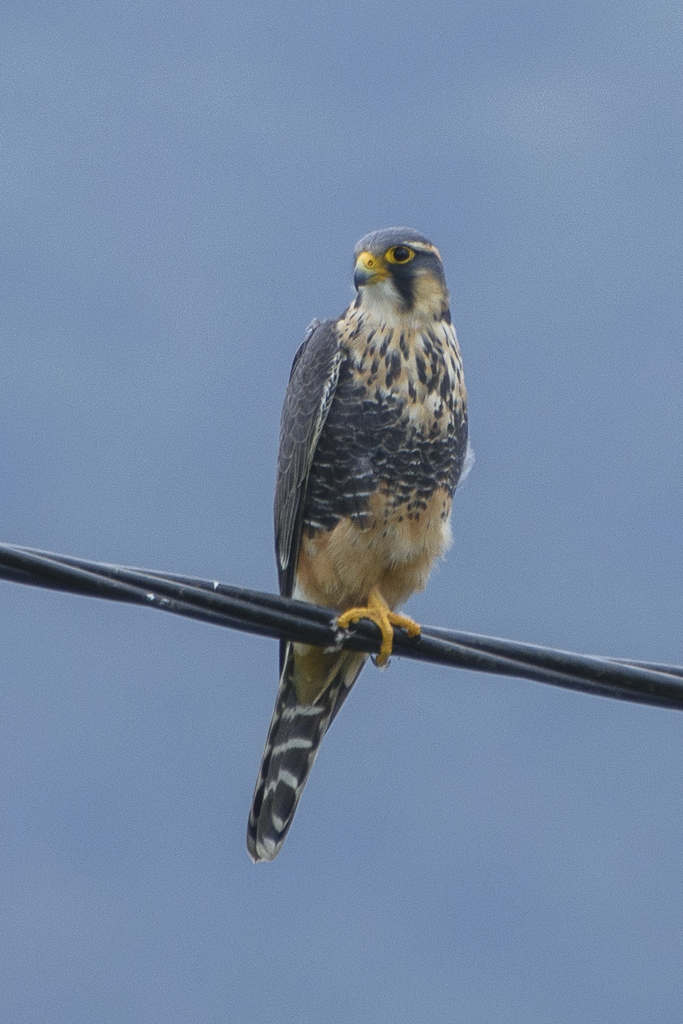 Aplomado Falcon from Quillota, Valparaíso, Chile on August 1, 2024 at ...