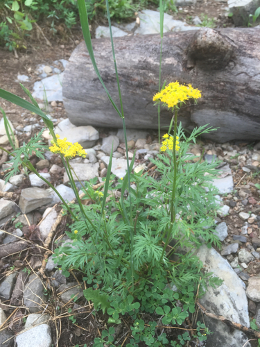 Alpine false springparsley (Pseudocymopterus montanus)