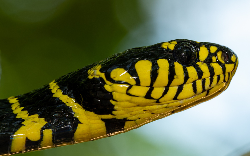 Palawan Mangrove Snake (Boiga dendrophila multicincta) - Snakes and Lizards