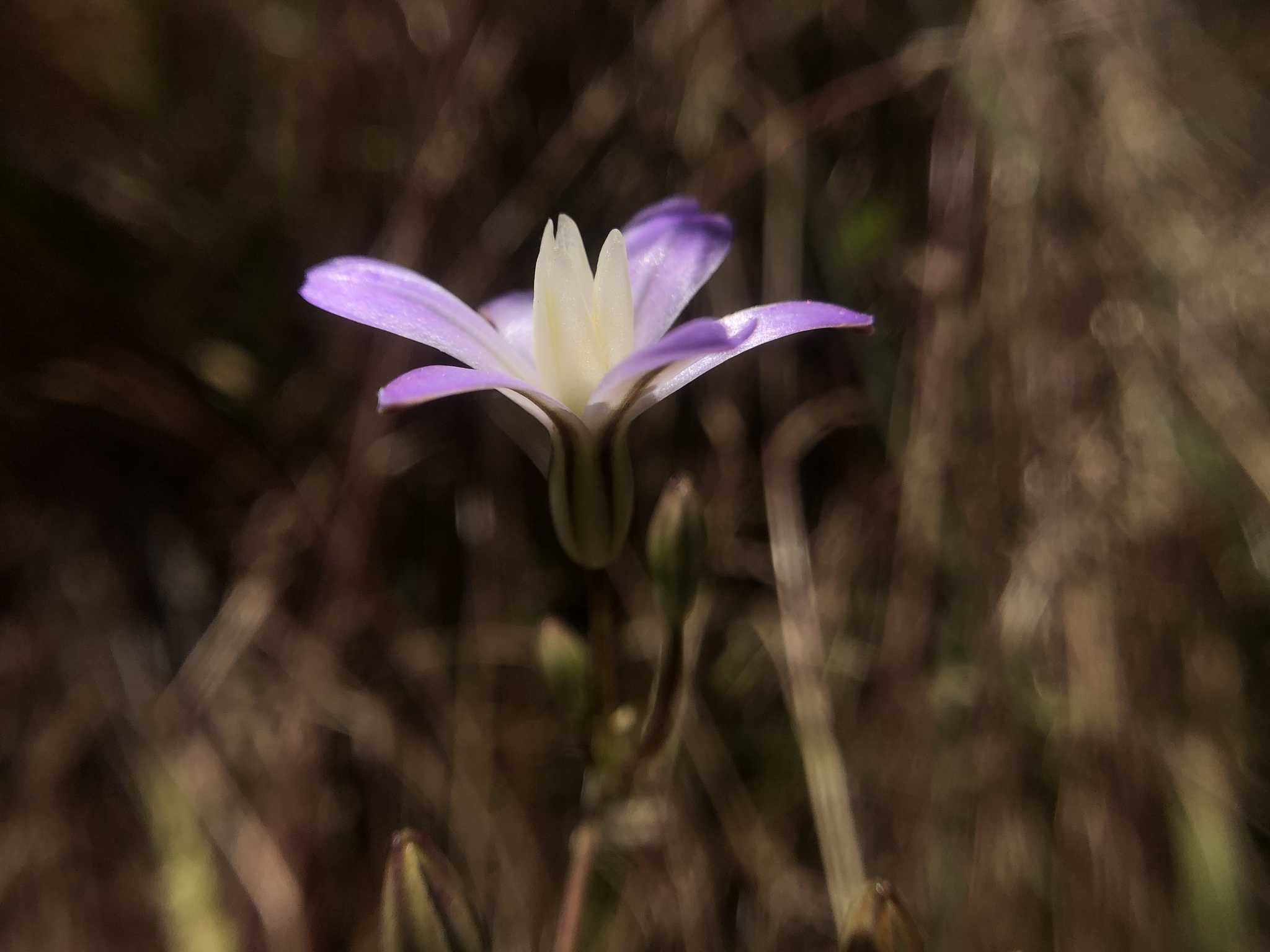 Brodiaea pallida Hoover