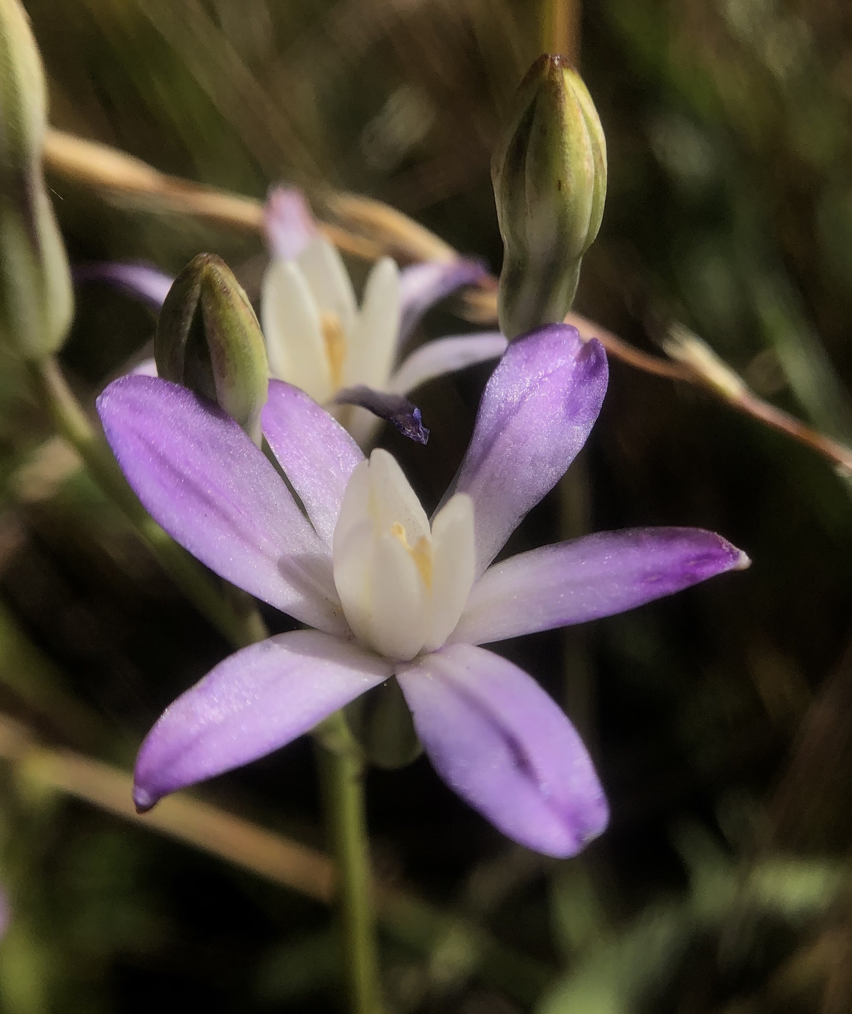 Brodiaea pallida Hoover