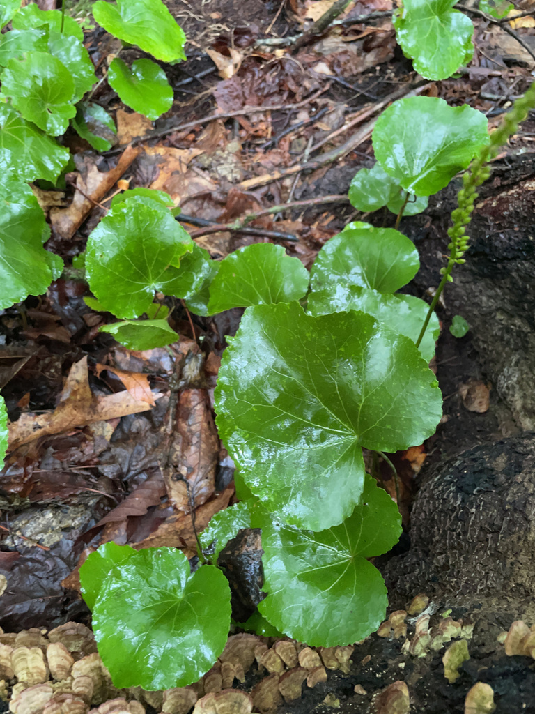 galax from Pisgah National Forest, Old Fort, NC, US on July 30, 2024 at ...