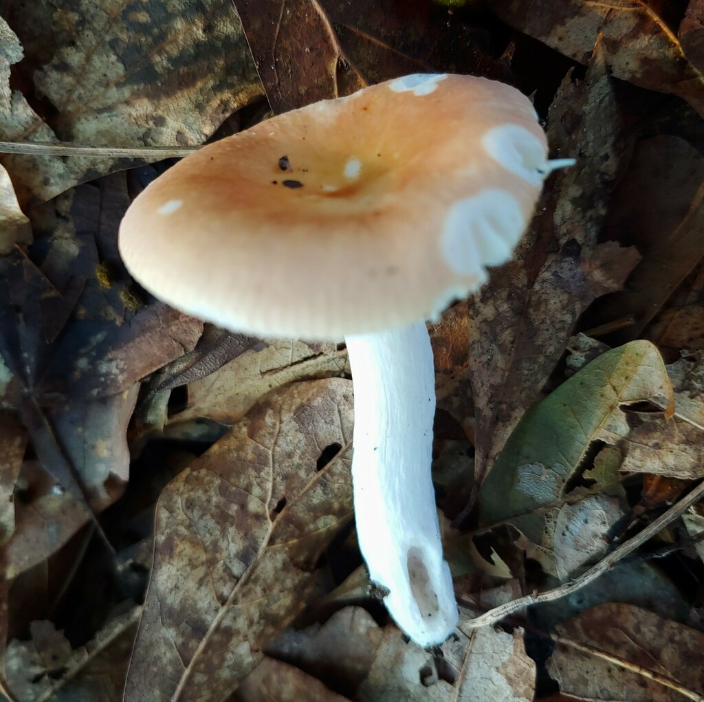 brittlegills from Mountain Park, GA, USA on August 1, 2024 at 07:54 AM ...