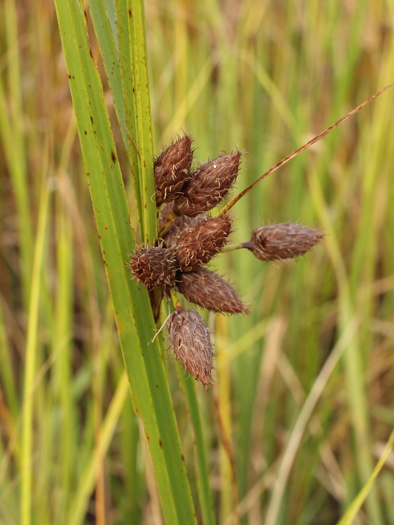 seacoast bulrush from Mt Pleasant, SC 29464, USA on July 31, 2024 at 04 ...