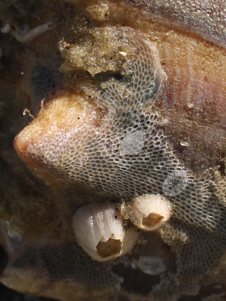 Conopeum from Charleston County, SC, USA on August 1, 2024 at 10:57 AM ...