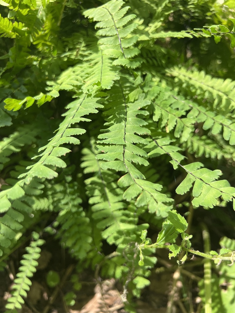 northern maidenhair fern from Springer St, Middlesex Centre, ON, CA on ...